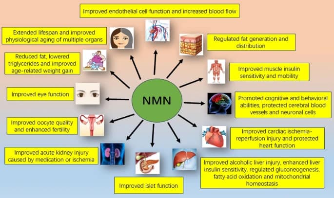 The Science Behind NMN: Clinical Studies & Research - NMN Supplement UK